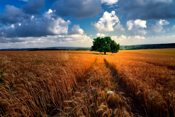 The Timeless Wisdom of Breslev – Breslov Research Institute