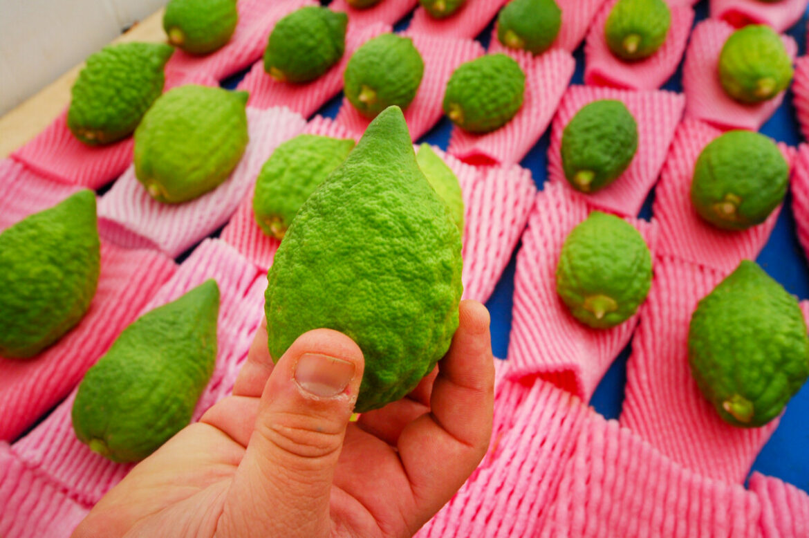 Prayer for a beautiful Esrog - Breslov.org