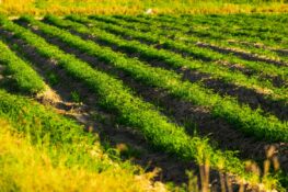 About Rebbe Nachman's Chair - Breslov.org