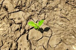 About Rebbe Nachman's Chair - Breslov.org